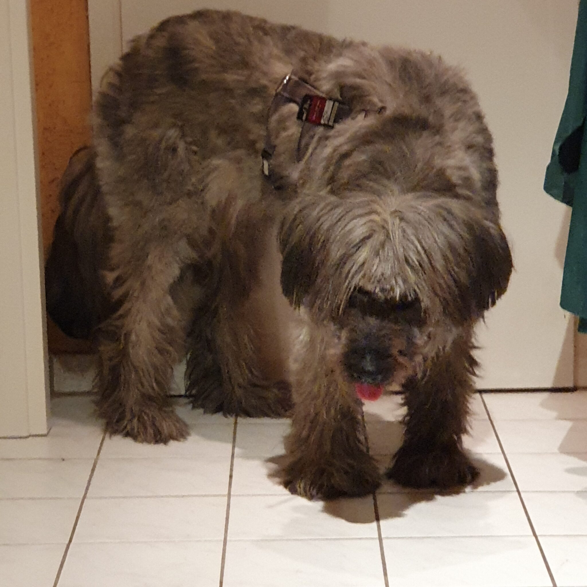 Frances | Bouvier in Not e.V.